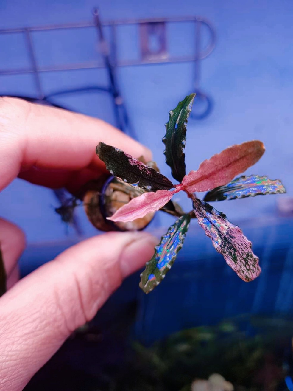 Plantas para aquário: conheça 4 espécies famosas