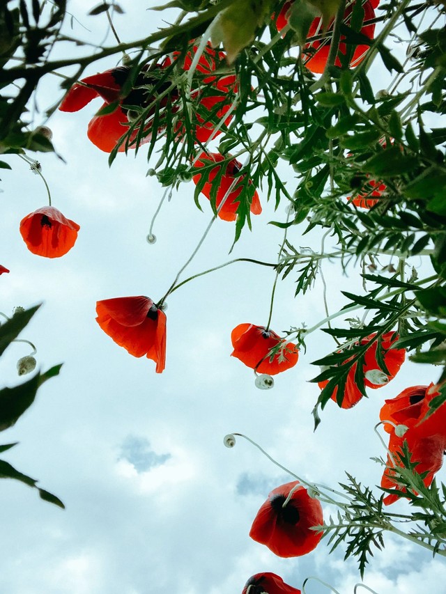 As plantas perfeitas para varandas ou terraços com muito sol