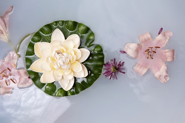 Flor-de-lótus: significados e dicas para cultivar e usar na decoração