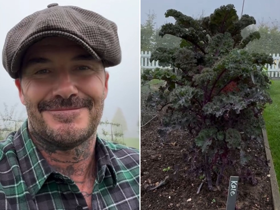 David Beckham arranca elogios com colheita de vegetais plantados por ...