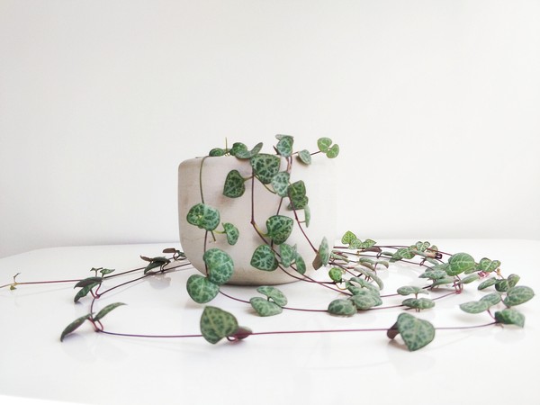 5 plantas com raízes pequenas que nunca precisam ser replantadas