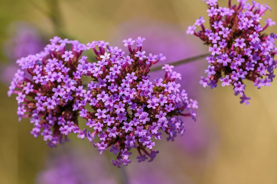 Verbena: como cultivar a espécie medicinal que é linda para decorar