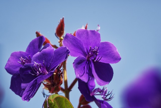 Plantas roxas: 8 espécies com flores ou folhas desta linda cor