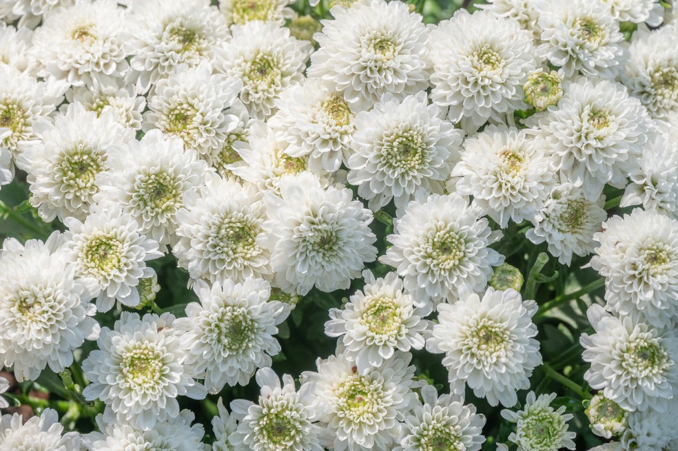 Crisântemo: o significado e as cores da flor no Feng Shui