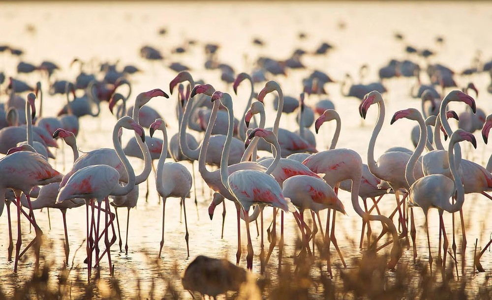 Birdwatching: os melhores lugares do mundo para observar aves