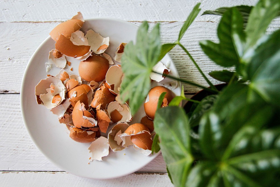 Da proteína ao fertilizante: 6 benefícios da casca de ovo para suas plantas