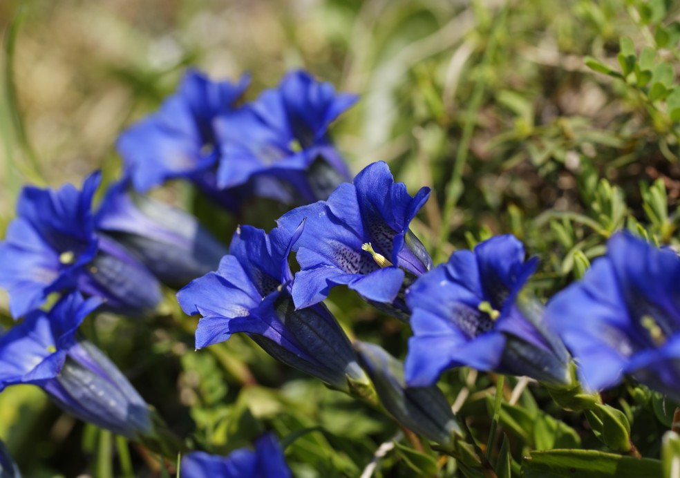 10 espécies de flores azuis para colorir a sua casa