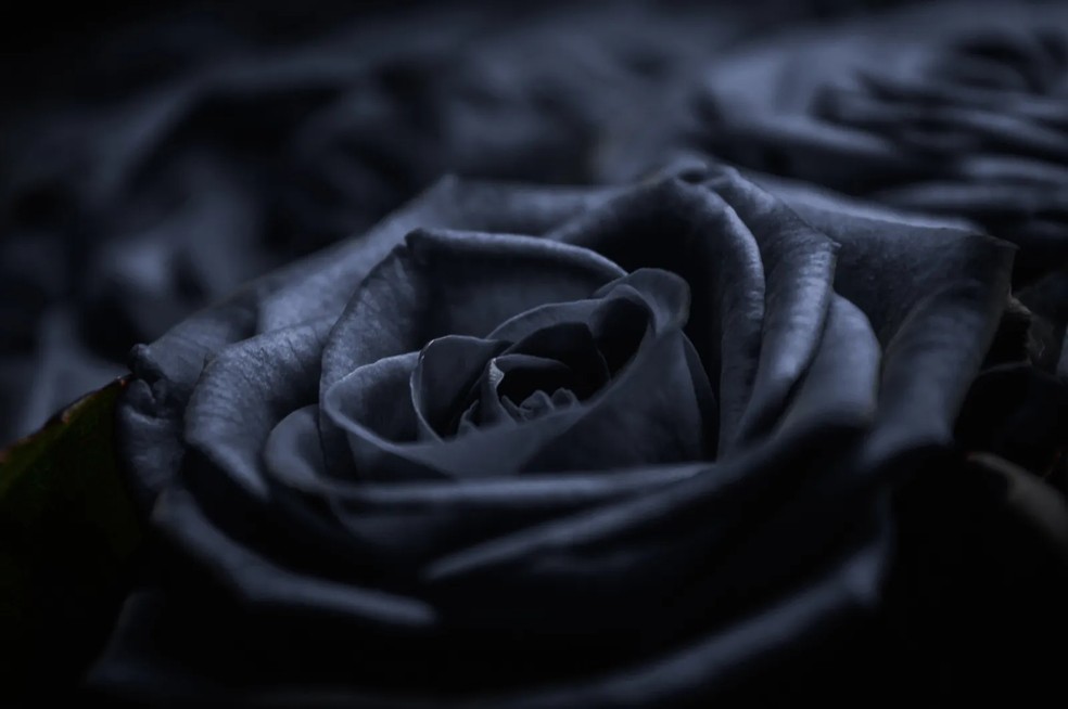 As flores mais usadas pelos mexicanos no Dia dos Mortos
