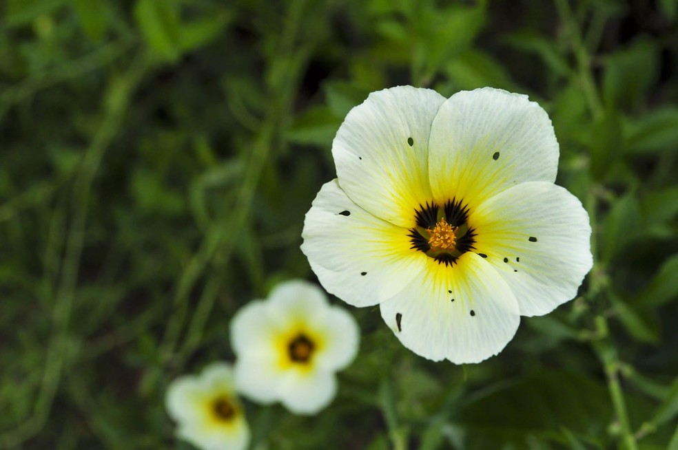 Como cultivar chanana, planta medicinal, comestível e fácil de ter em casa