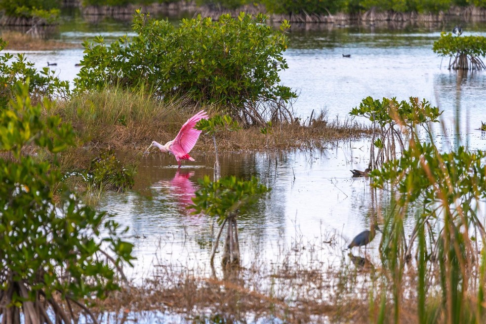 Birdwatching: os melhores lugares do mundo para observar aves