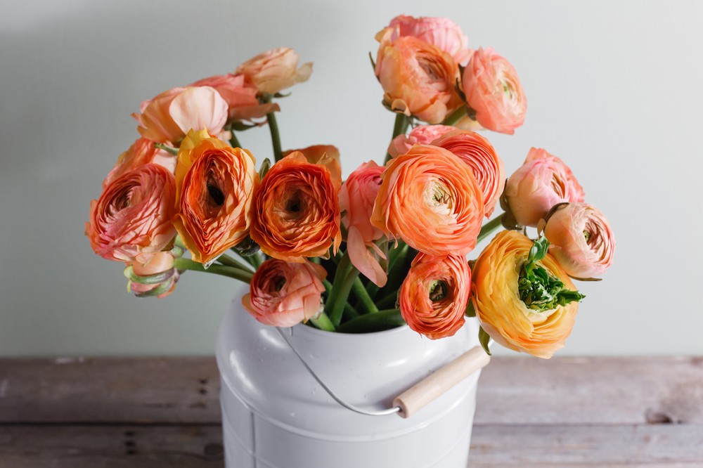 Ranúnculo: a flor que transforma qualquer espaço com cor e delicadeza