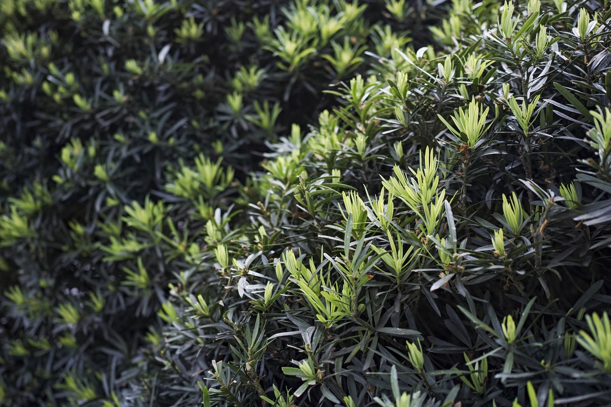 Podocarpo: saiba como plantar a espécie perfeita para cerca-viva ...