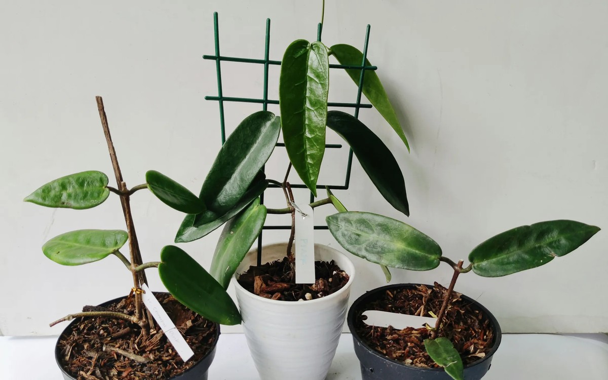 Tutor de plantas: o que é e quantos tipos existem?