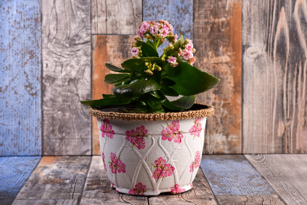 Kalanchoe: saiba como cuidar e fazer mudas da planta graciosa ...