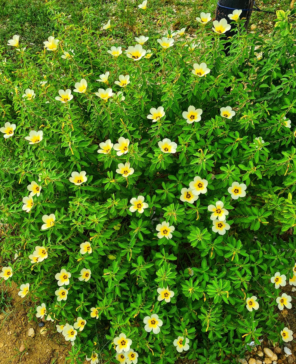 Como cultivar chanana, planta medicinal, comestível e fácil de ter em casa