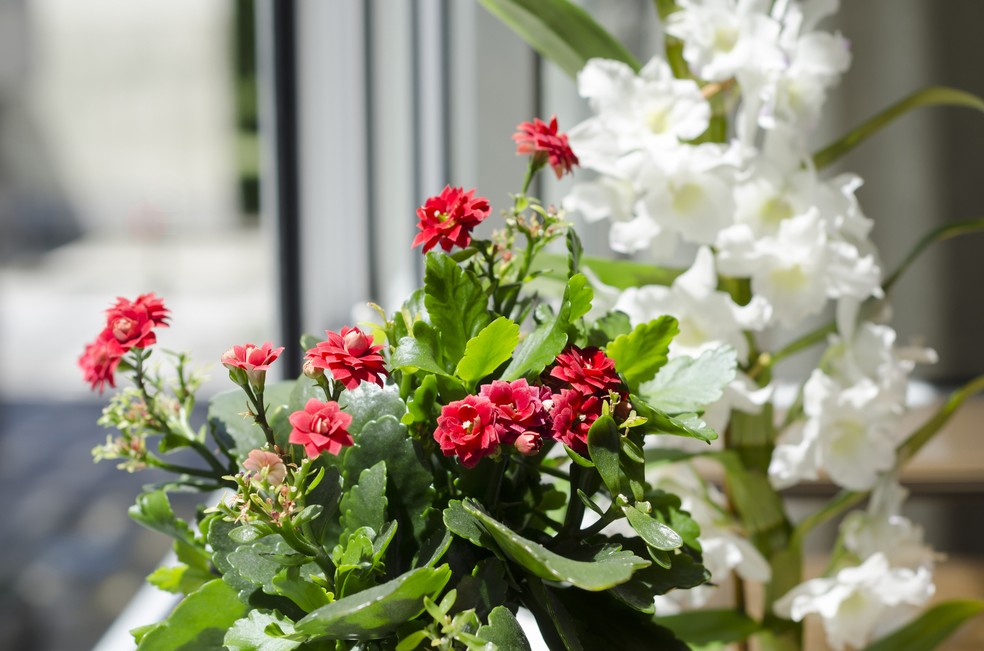 Kalanchoe: saiba como cuidar e fazer mudas da planta graciosa ...