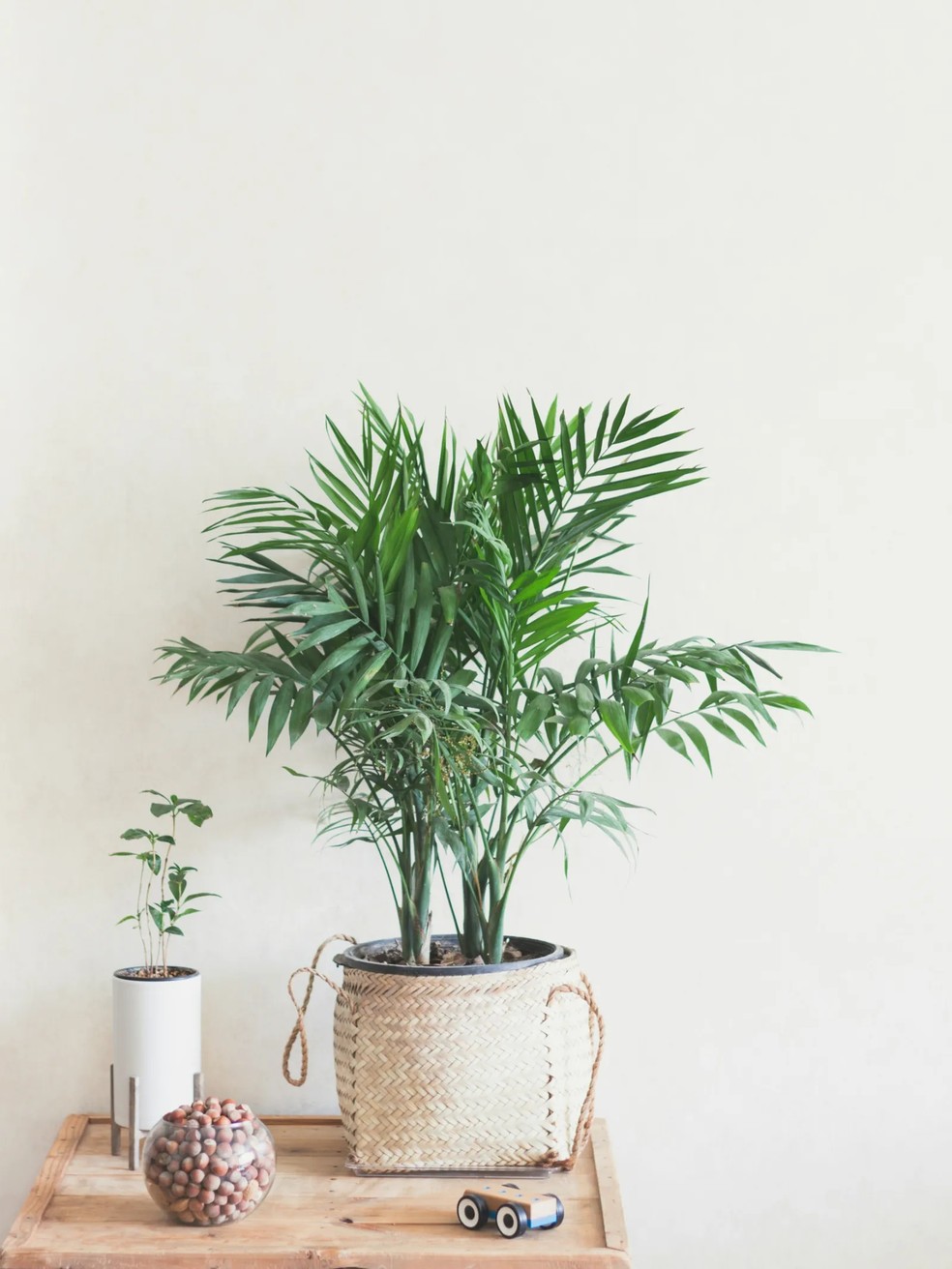 7 plantas que absorvem calor e ajudam a refrescar o ambiente