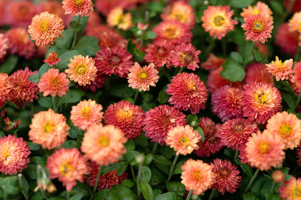 Crisântemo: o significado e as cores da flor no Feng Shui