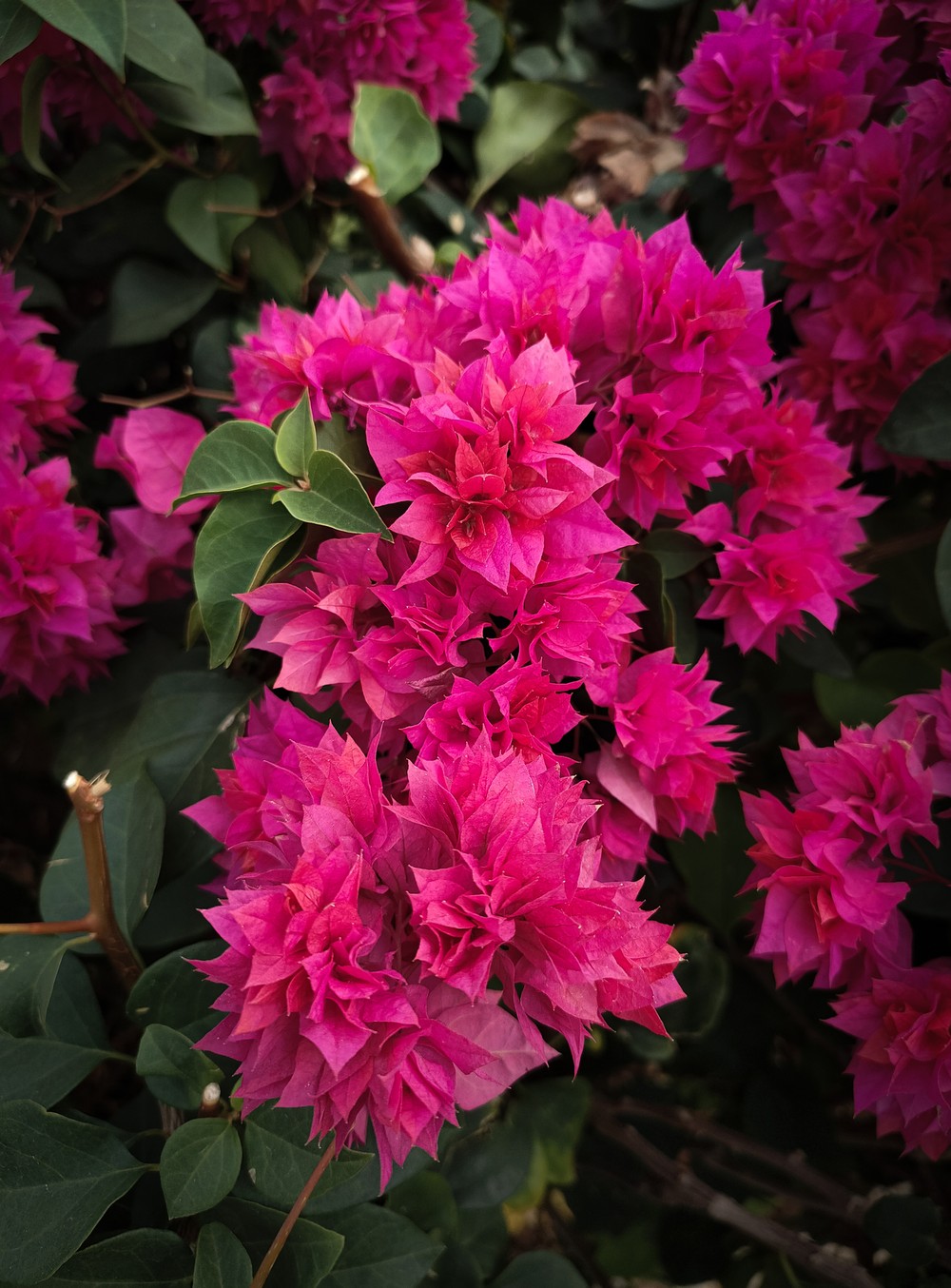 Quais são as flores da primavera e como cuidar delas?