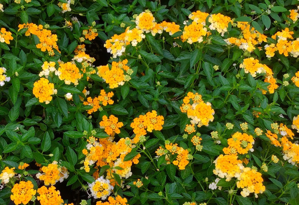 Plantas para fachada: conheça as melhores espécies