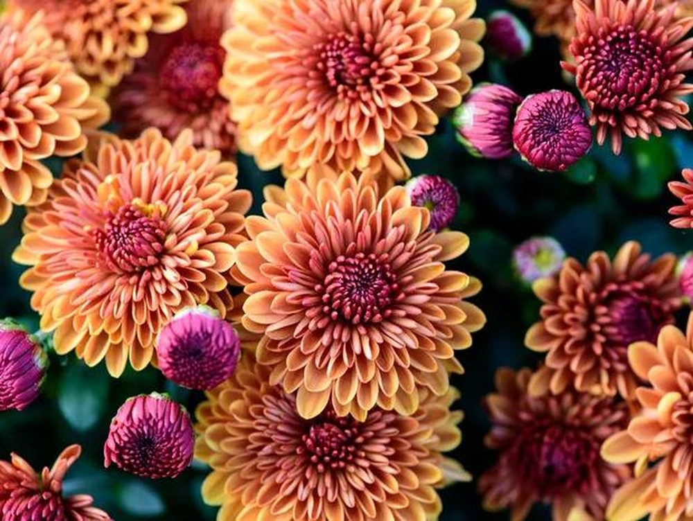 Como cuidar do crisântemo