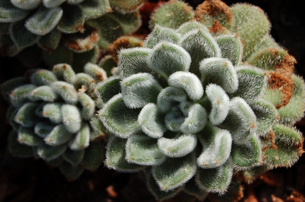 Suculentas pilosas: saiba como cuidar das plantas peludinhas