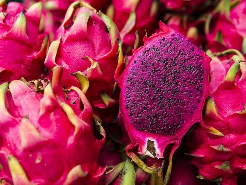 Como plantar pitaya em casa | Paisagismo | Casa Vogue