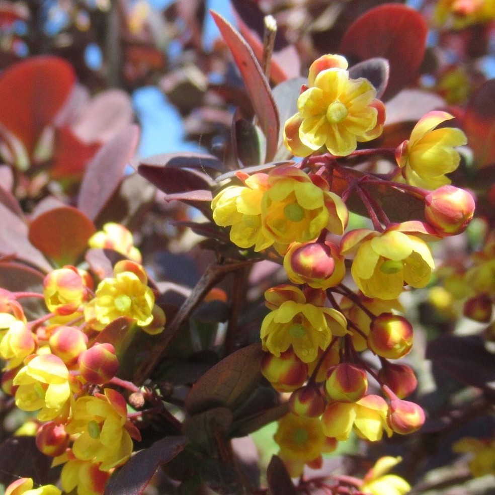 8 plantas com espinhos para reforçar a segurança da sua casa
