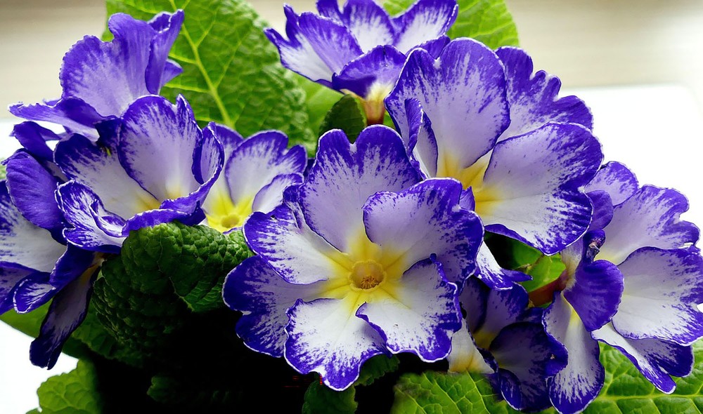 Prímula: tudo o que você precisa saber sobre a flor colorida e cheia de ...