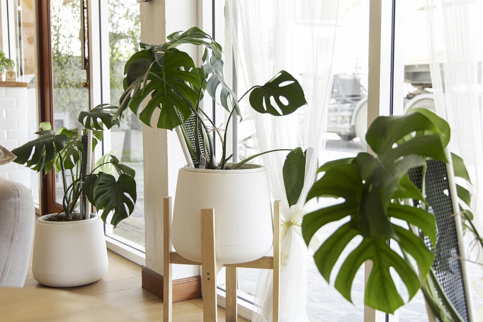 5 plantas que precisam de suporte e você provavelmente não sabia