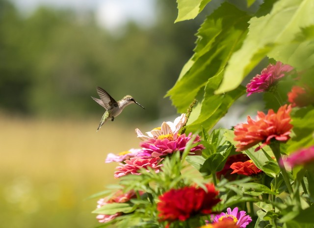 Atraia beija-flores para seu jardim com essas plantas