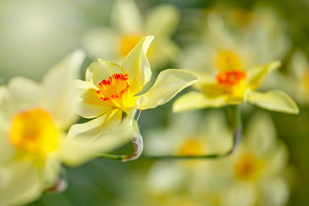 15 flores amarelas extravagantes para iluminar seu jardim