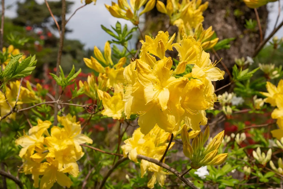 15 flores amarelas extravagantes para iluminar seu jardim