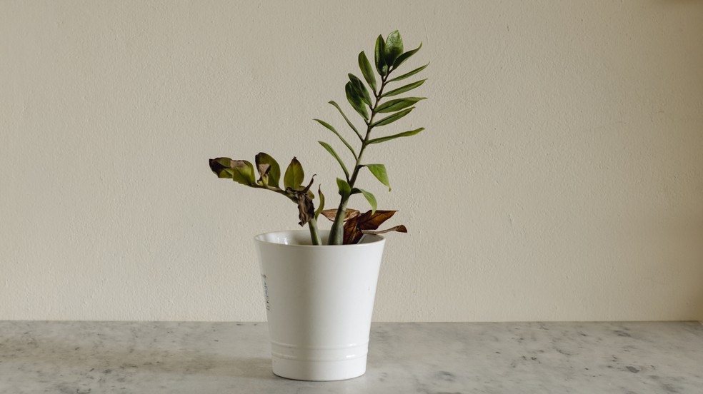 Tudo sobre a zamioculca, a planta da fortuna fácil de cuidar