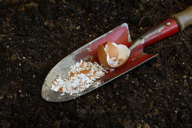 Da proteína ao fertilizante: 6 benefícios da casca de ovo para suas plantas