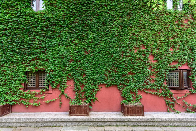 Plantas para fachada: conheça as melhores espécies