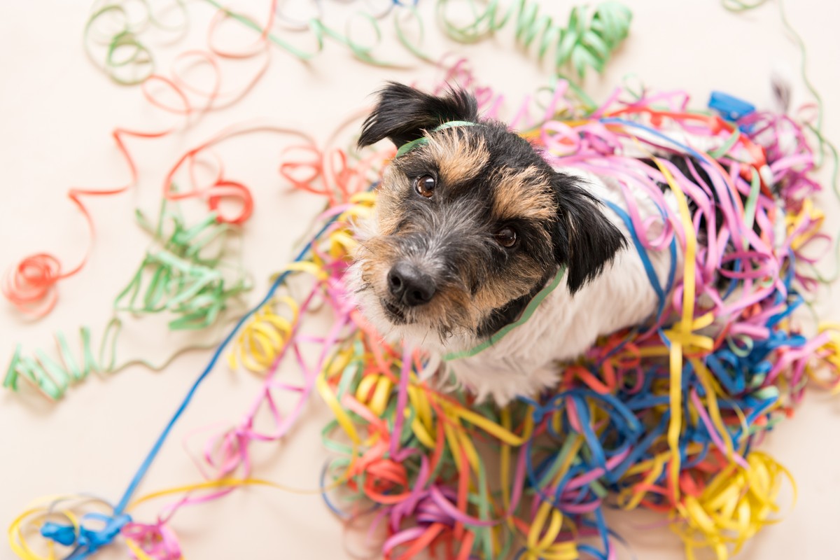 Pets no bloco de carnaval? Veja dicas para garantir o bem estar do ...