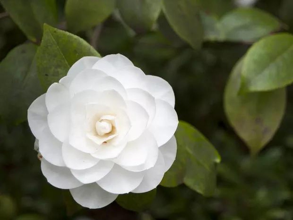 Como plantar camélias em casa