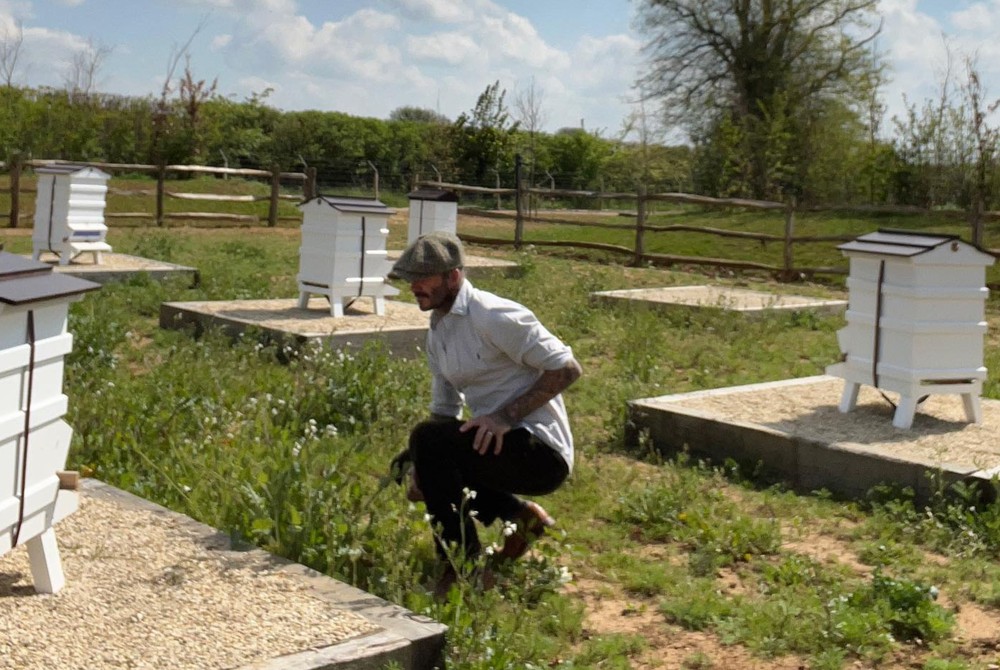 David Beckham é acusado de usar abelhas para afastar curiosos de sua ...