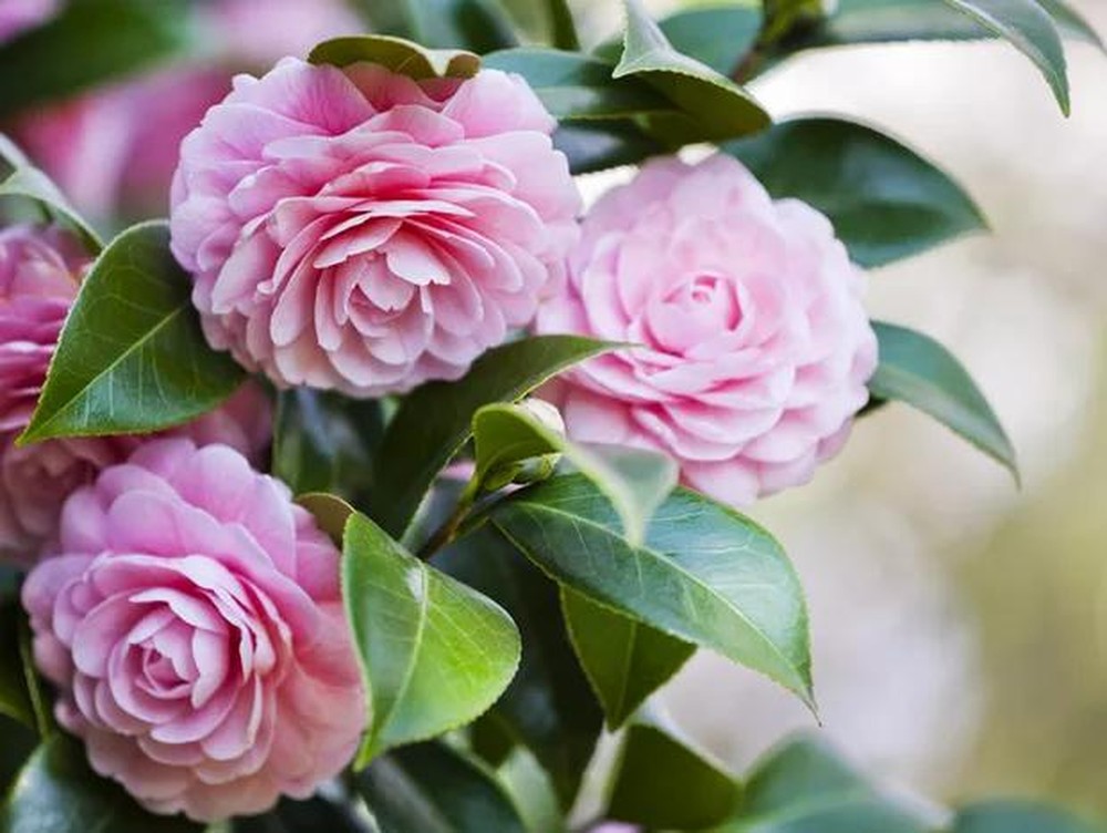 Como plantar camélias em casa