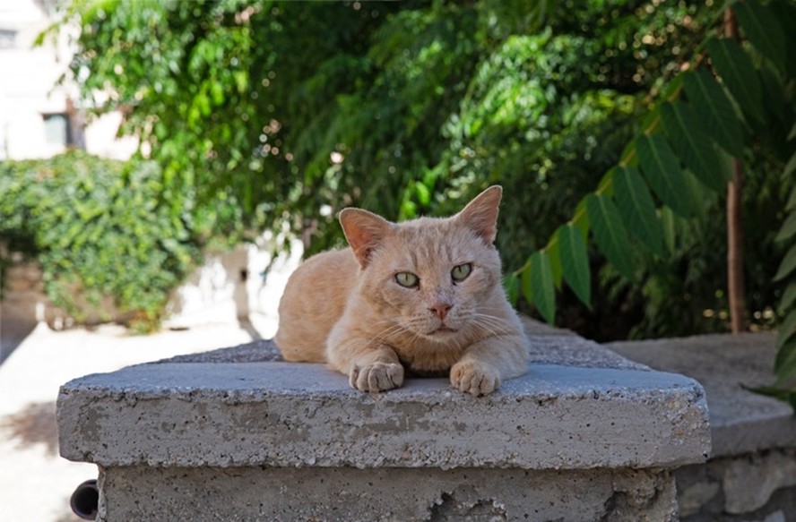 Ilha grega oferece hospedagem gratuita para interessados em cuidar de ...