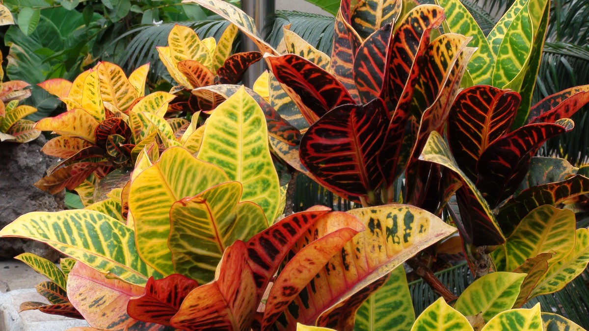 Croton: como cuidar e fazer mudas