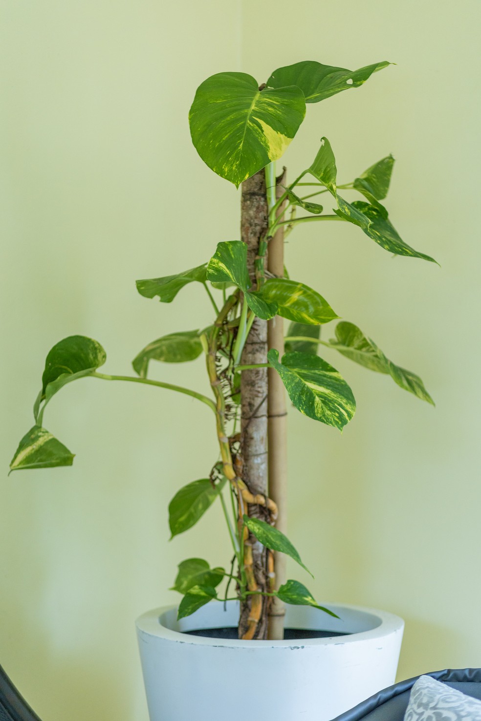 Tutor de plantas: o que é e quantos tipos existem?