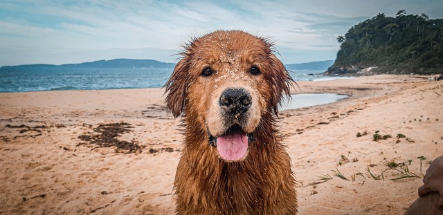 Cachorro na praia: um guia do que é preciso saber
