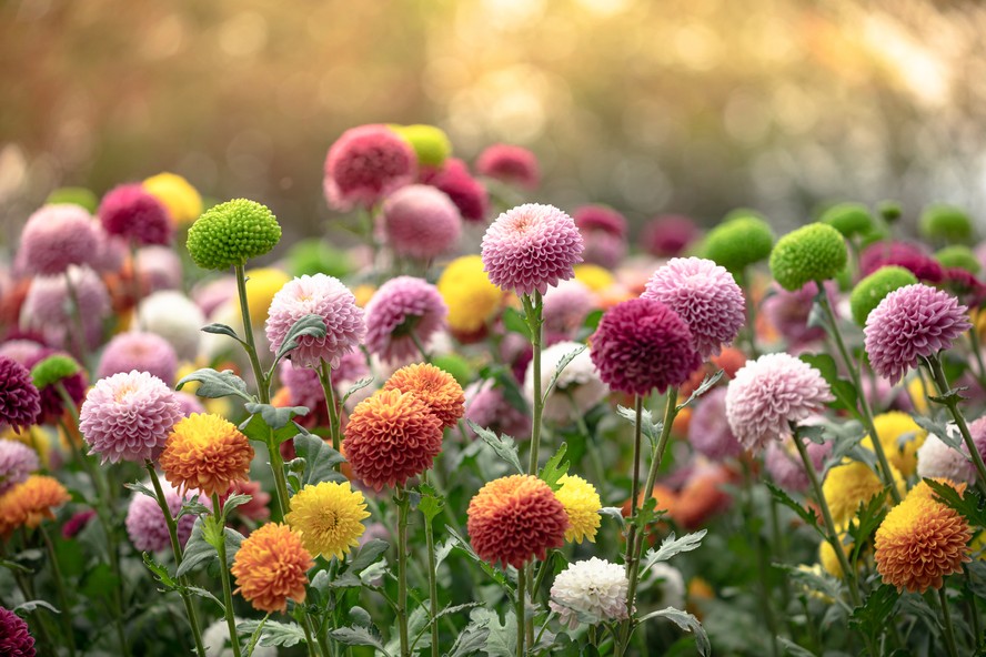 Crisântemo: o significado e as cores da flor no Feng Shui