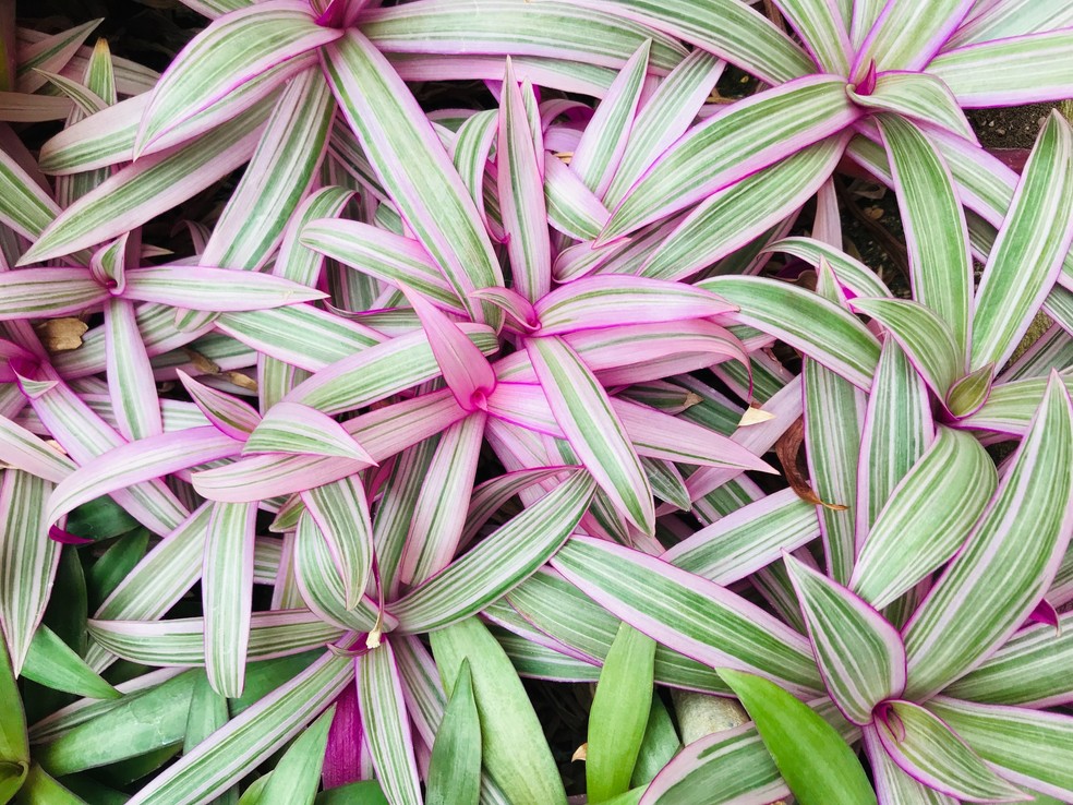 Plantas roxas: 8 espécies com flores ou folhas desta linda cor