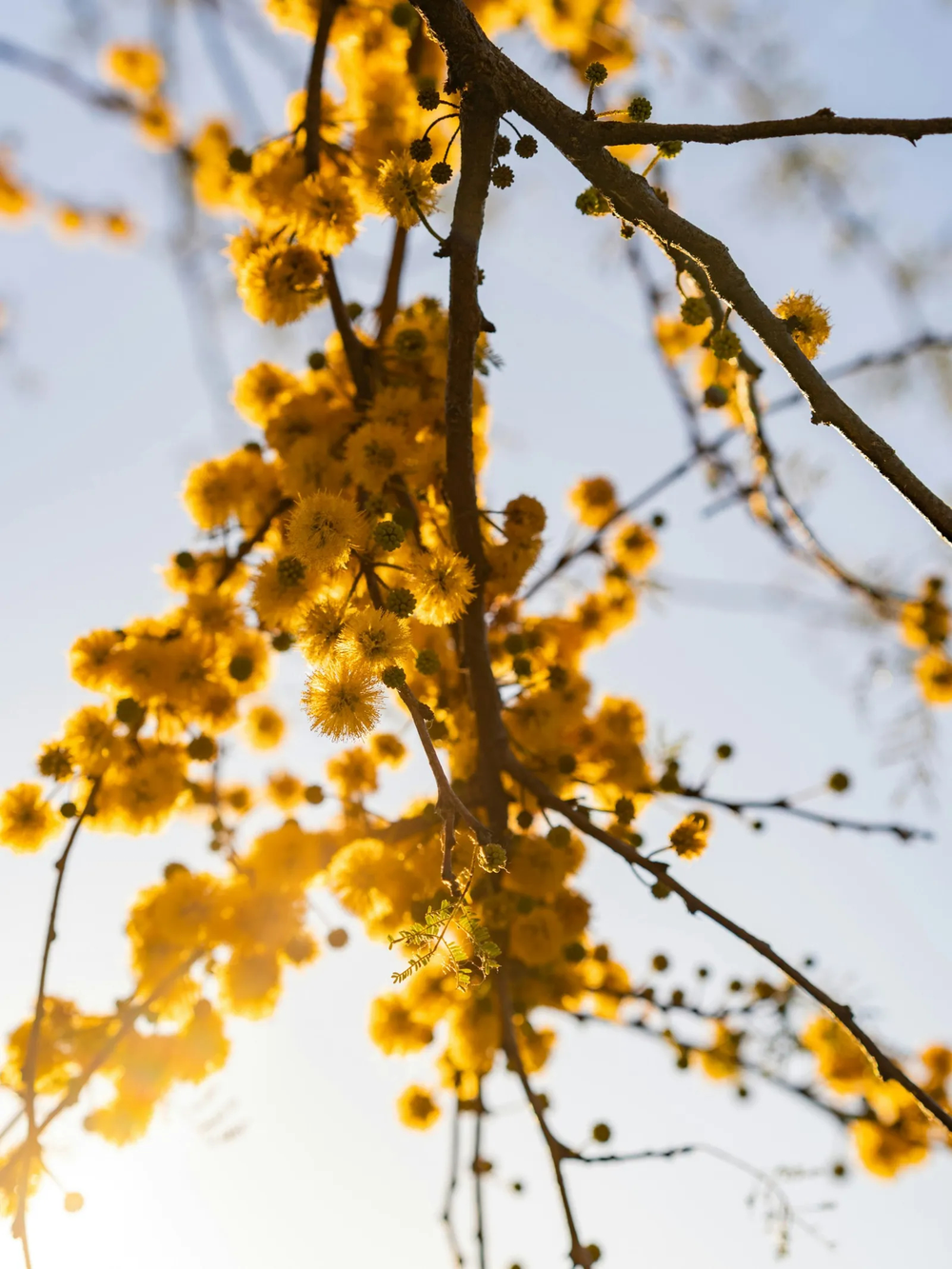 8 plantas com espinhos para reforçar a segurança da sua casa