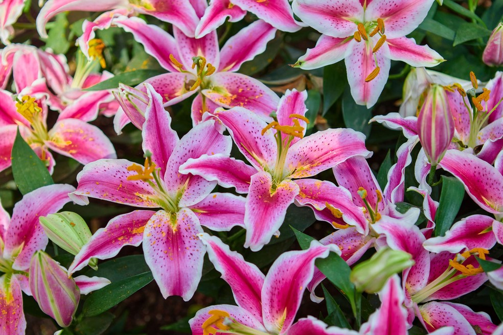 Quais são as flores da primavera e como cuidar delas? | Paisagismo ...