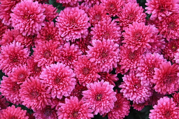 Crisântemo: o significado e as cores da flor no Feng Shui