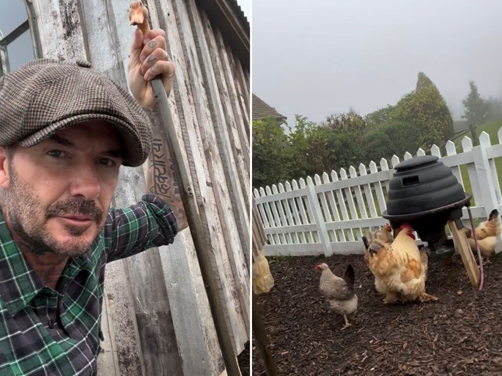 David Beckham arranca elogios com colheita de vegetais plantados por ...